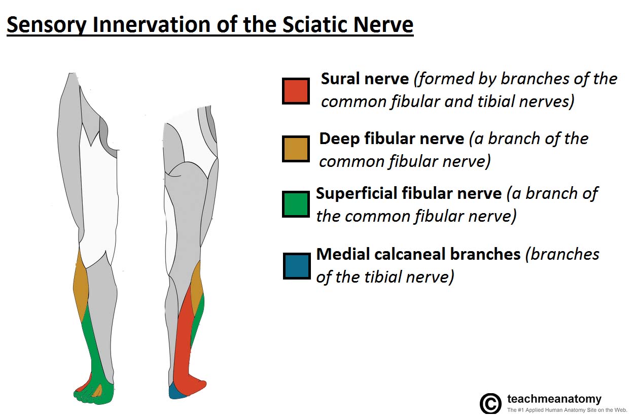 The Sciatic Nerve Course Motor Sensory TeachMeAnatomy The Sciatic Nerve Course Motor Sensory TeachMeAnatomy