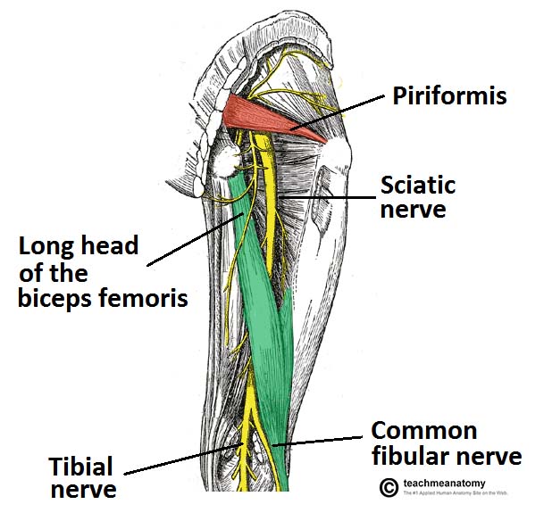 The Sciatic Nerve Course Motor Sensory TeachMeAnatomy The Sciatic Nerve Course Motor Sensory TeachMeAnatomy