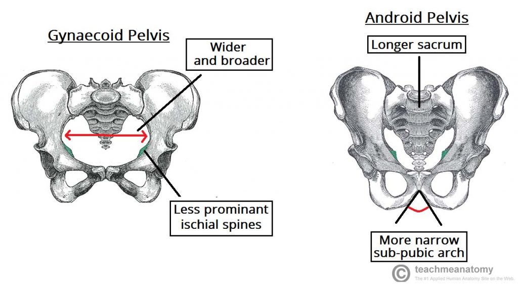The Sacrum - Landmarks - Surfaces - Relations - TeachMeAnatomy