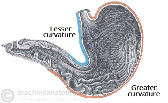 The Stomach - Structure - Neurovasculature - TeachMeAnatomy