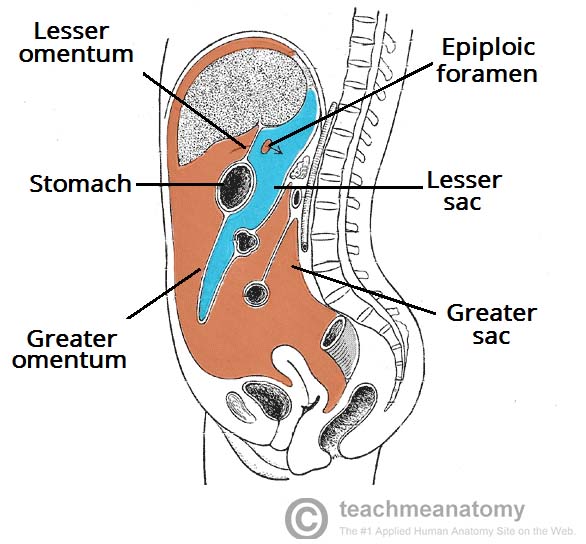 The Peritoneum - Visceral - Parietal - TeachMeAnatomy