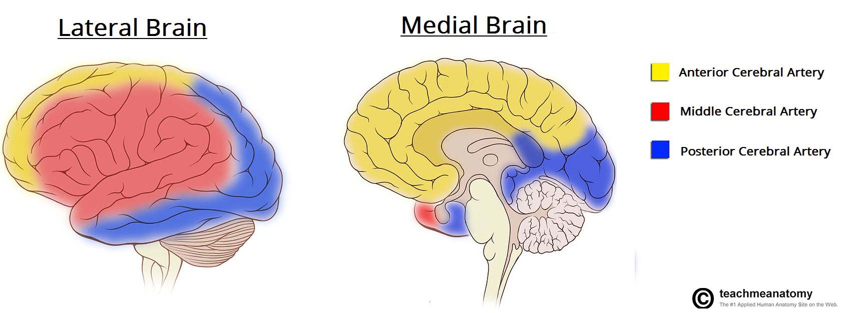 Arterial Supply to the Brain - Carotid - Vertebral - TeachMeAnatomy