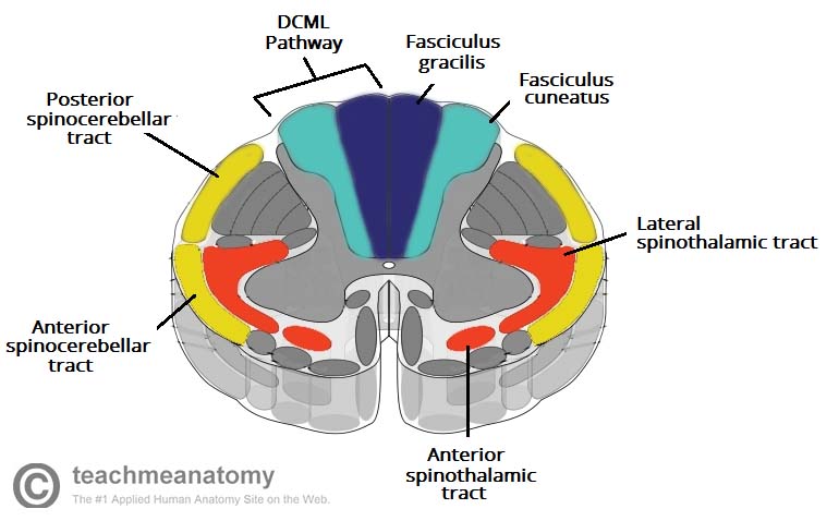 Somatosensory Pathways