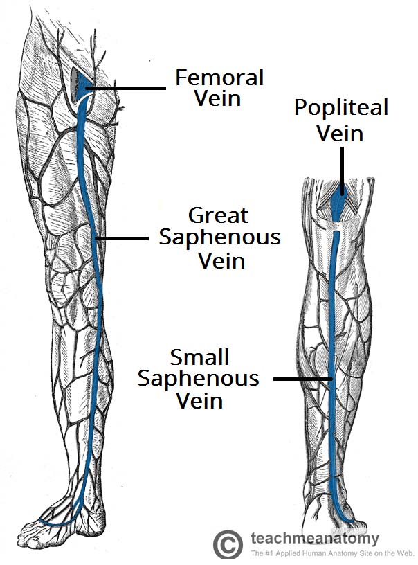 The Lower Limb TeachMeAnatomy