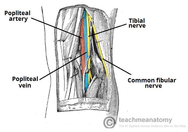 The Popliteal Fossa - Borders - Contents - TeachMeAnatomy