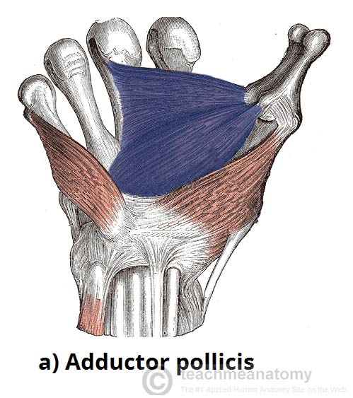 The Muscles of the Hand - Thenar - Hypothenar - TeachMeAnatomy