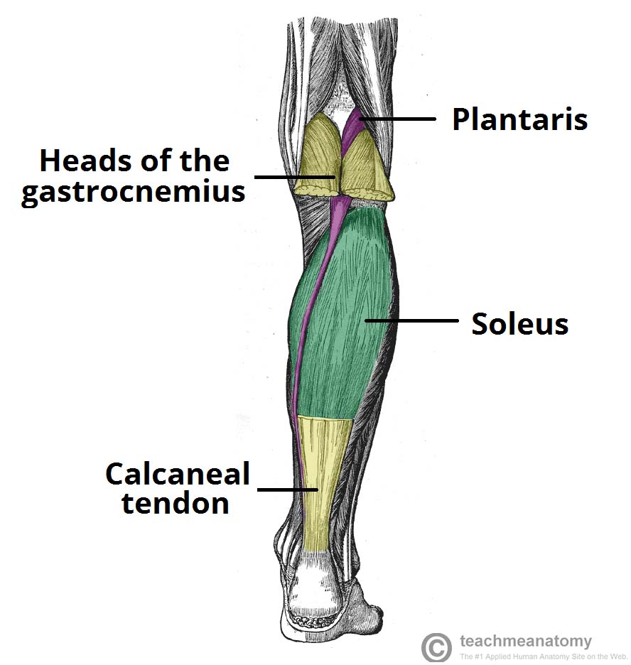 Muscles Of The Leg Anterior Lateral Posterior TeachMeAnatomy