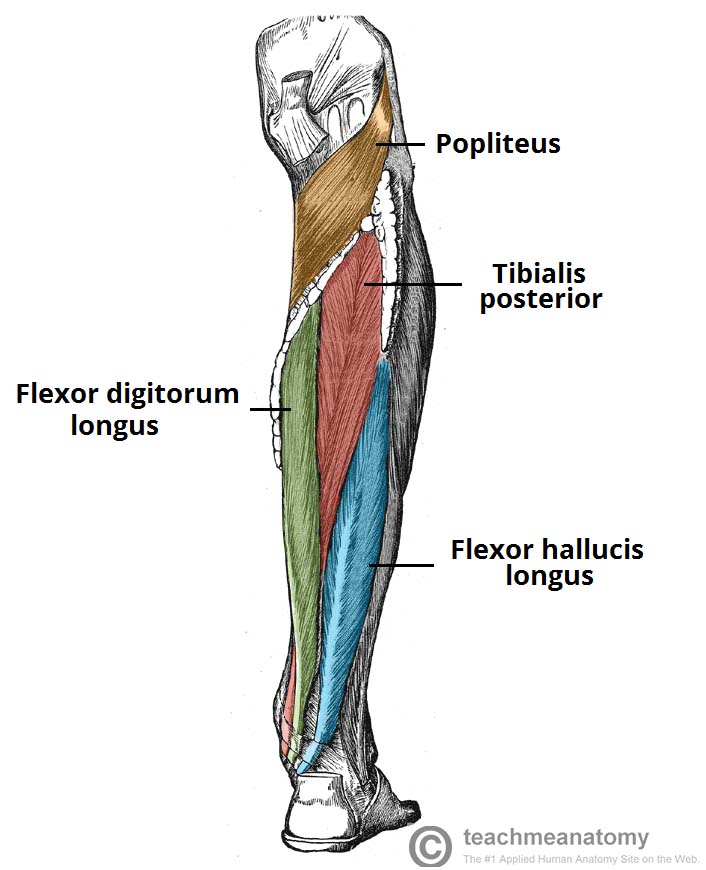 Muscles Of The Posterior Leg Attachments Actions TeachMeAnatomy