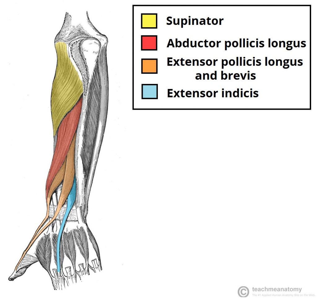 Muscles Of The Posterior Forearm Superficial Deep TeachMeAnatomy Muscles Of The Posterior Forearm Superficial Deep TeachMeAnatomy