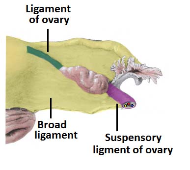 Ligaments of the Female Reproductive Tract - TeachMeAnatomy