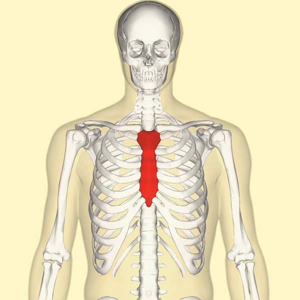 The Sternum - Body - Manubrium - Xiphoid - TeachMeAnatomy