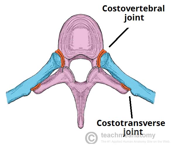 The Ribs - Structure - Articulations - Fracture - TeachMeAnatomy