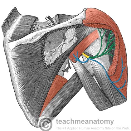The Axillary Nerve - Course - Motor - Sensory - TeachMeAnatomy
