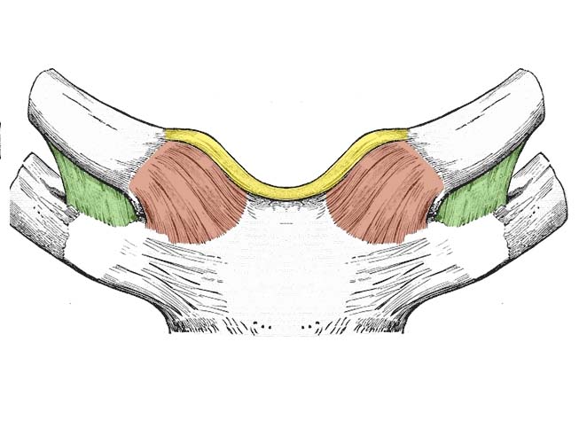 Articular Disc Of Sternoclavicular Joint