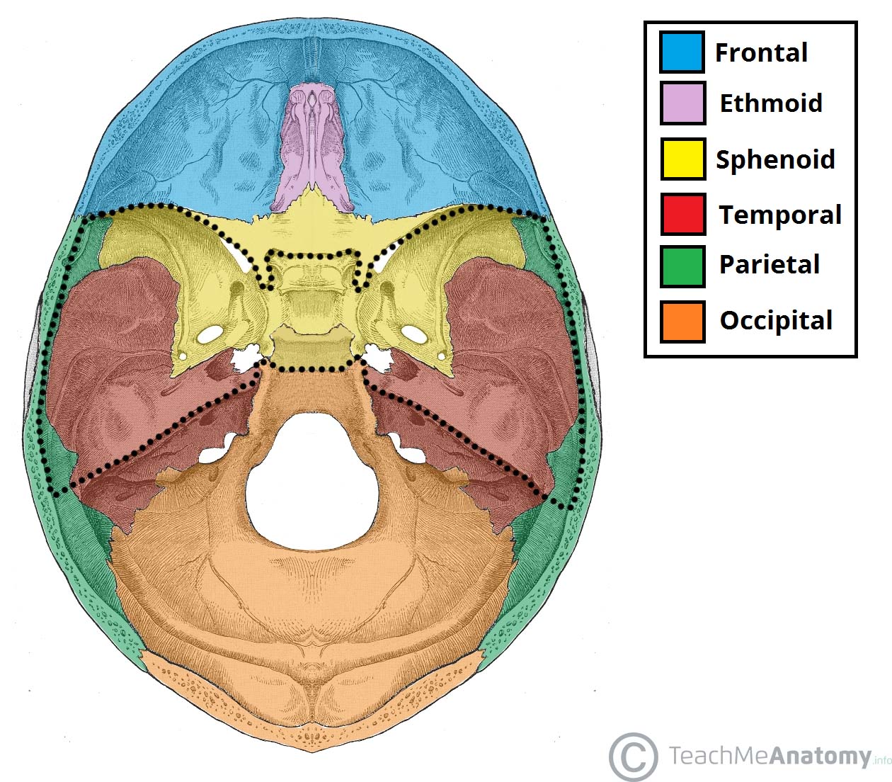 The Cranial Fossae TeachMeAnatomy