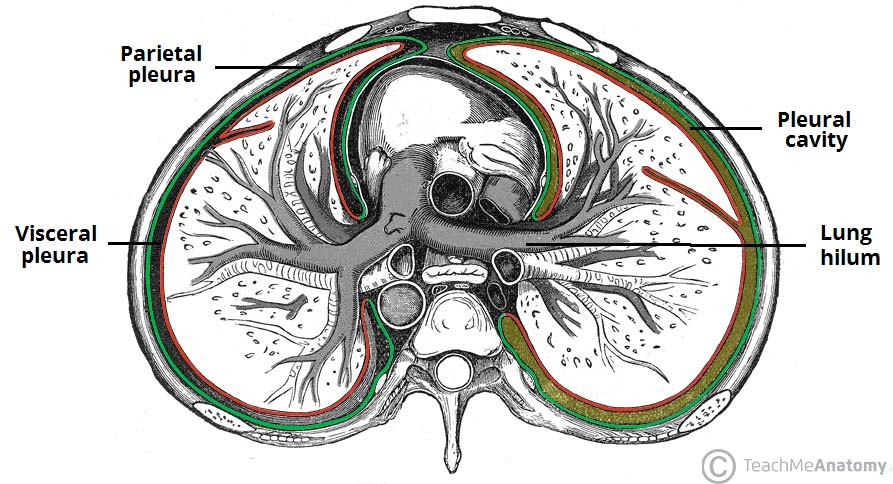 The Pleurae - Visceral - Parietal - TeachMeAnatomy