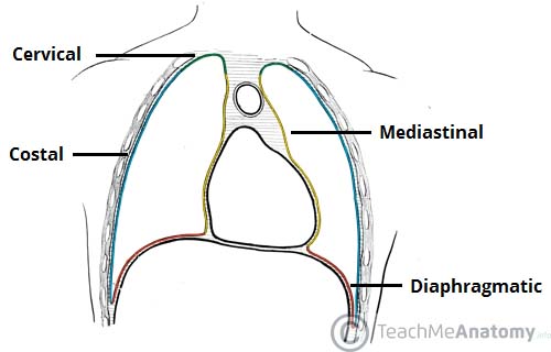 The Pleurae - Visceral - Parietal - TeachMeAnatomy