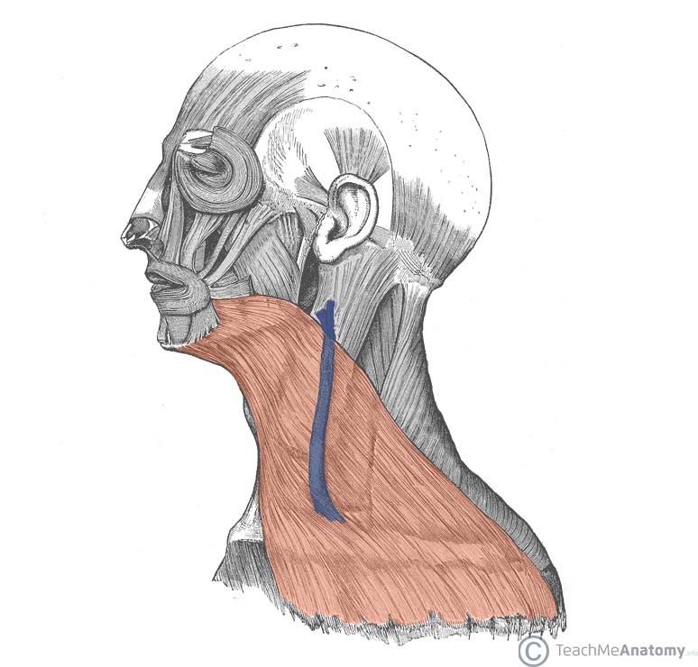 Fascial Layers - Deep - Superficial - TeachMeAnatomy