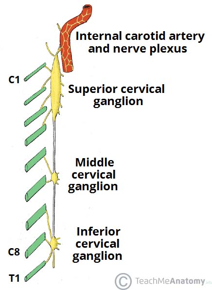 Sympathetic Innervation to the Head and Neck - Anatomy - Ganglia ...