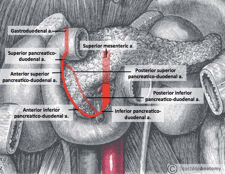 The Coeliac Trunk - Branches - Anastomoses - TeachMeAnatomy