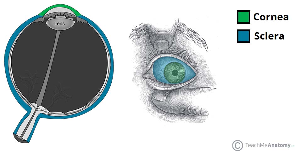 The Eyeball - Structure - Vasculature - TeachMeAnatomy