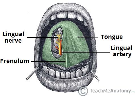 The Tongue - Muscles - Innervation - Vasculature - TeachMeAnatomy