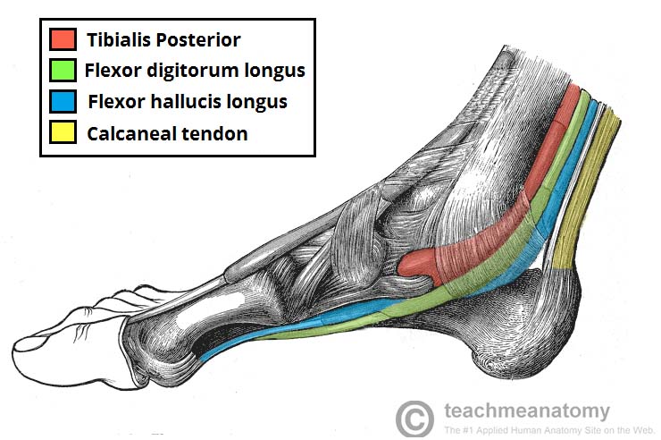 Muscles Of The Posterior Leg Attachments Actions TeachMeAnatomy