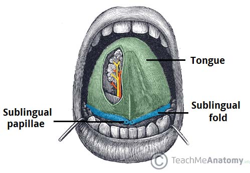The Sublingual Gland - Structure - Vasculature - Innervation ...