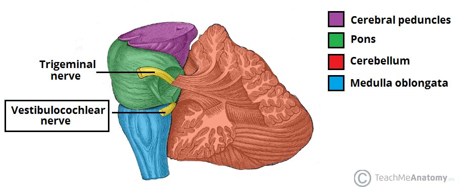 The Vestibulocochlear Nerve (CN VIII) - Balance - Hearing - TeachMeAnatomy