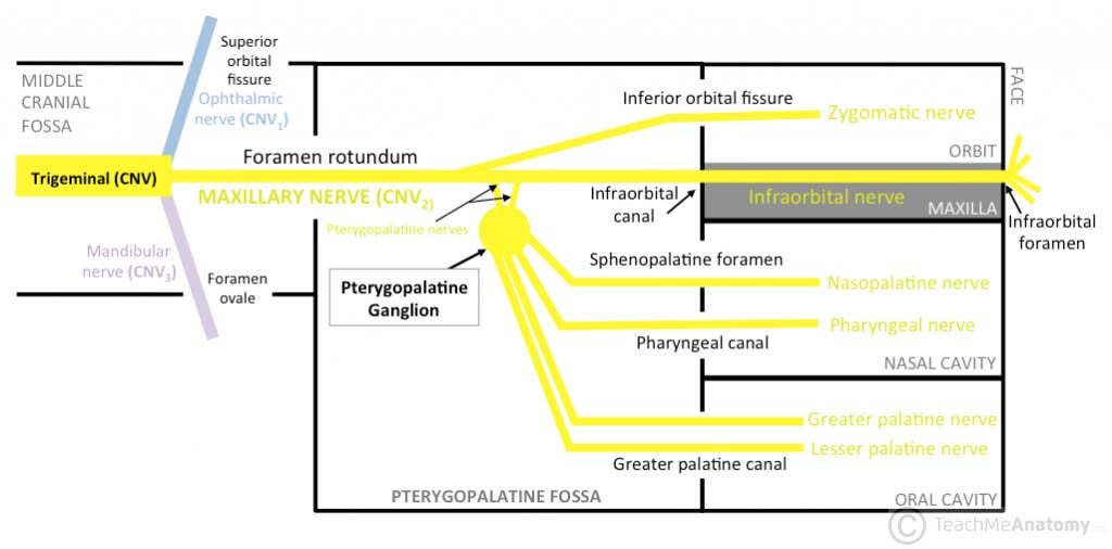 The Pterygopalatine Fossa - Contents - Openings - TeachMeAnatomy