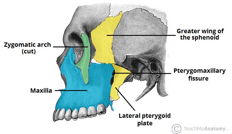 The Infratemporal Fossa - Borders - Contents - TeachMeAnatomy
