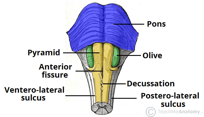 The Medulla Oblongata - Internal Structure - Vasculature - TeachMeAnatomy