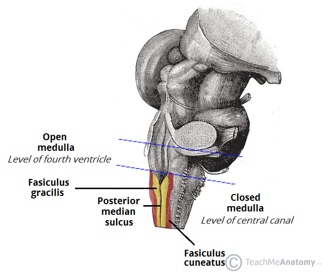 The Medulla Oblongata - Internal Structure - Vasculature - TeachMeAnatomy