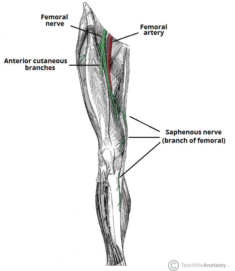 The Femoral Nerve Course Motor Sensory TeachMeAnatomy The Femoral Nerve Course Motor Sensory TeachMeAnatomy