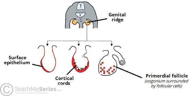 Development of the Reproductive System - Embryology - TeachMeAnatomy