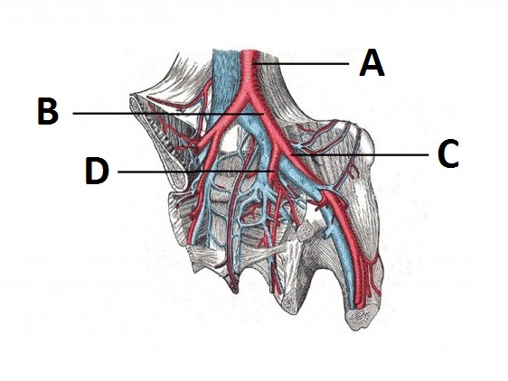 Arteries of the Pelvis - Internal Iliac - Pudendal - Vesical - TeachMeAnatomy