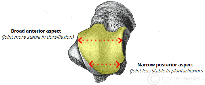 The Ankle Joint - Articulations - Movements - TeachMeAnatomy