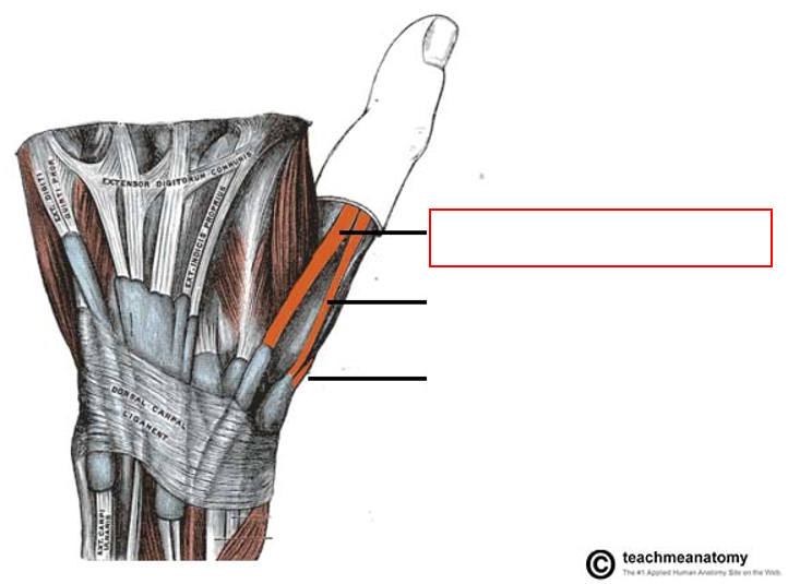 The Anatomical Snuffbox - Borders - Contents - TeachMeAnatomy