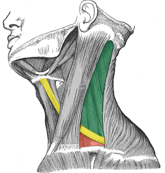 Areas of the Neck - TeachMeAnatomy