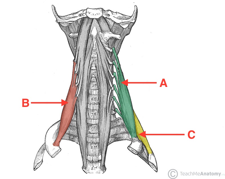 The Scalene Muscles - Attachments - Action - Innervation - TeachMeAnatomy