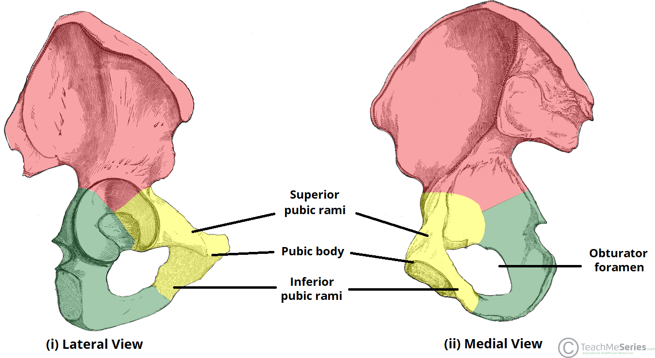The Hip Bone Ilium Ischium Pubis TeachMeAnatomy The Hip Bone Ilium Ischium Pubis TeachMeAnatomy