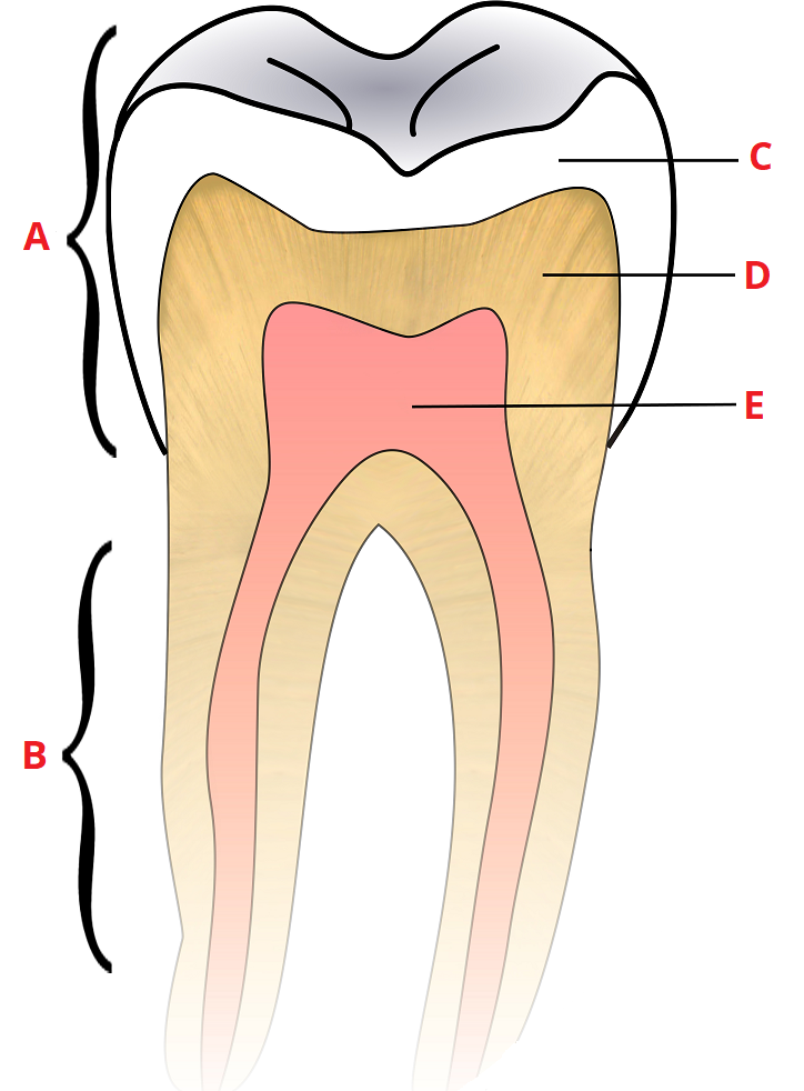 Child and Adult Dentition (Teeth) - Structure - Primary - Permanent ...