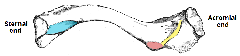 The Clavicle - Functions - Landmarks - Fractures - TeachMeAnatomy