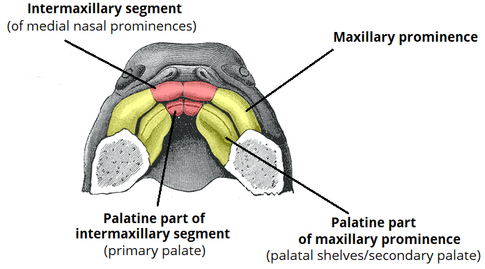 Development of the Face - Nose - Palate - Cleft Lip - TeachMeAnatomy
