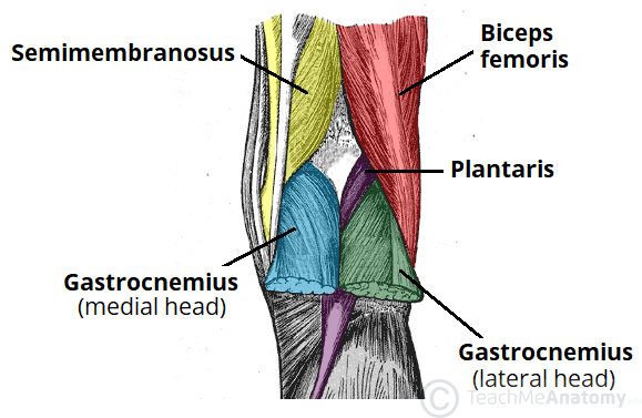 The Popliteal Fossa - Borders - Contents - TeachMeAnatomy