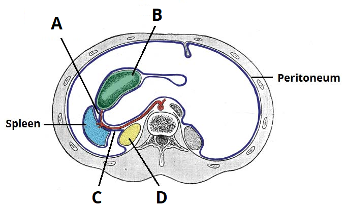 The Spleen - Position - Structure - Neurovasculature - TeachMeAnatomy