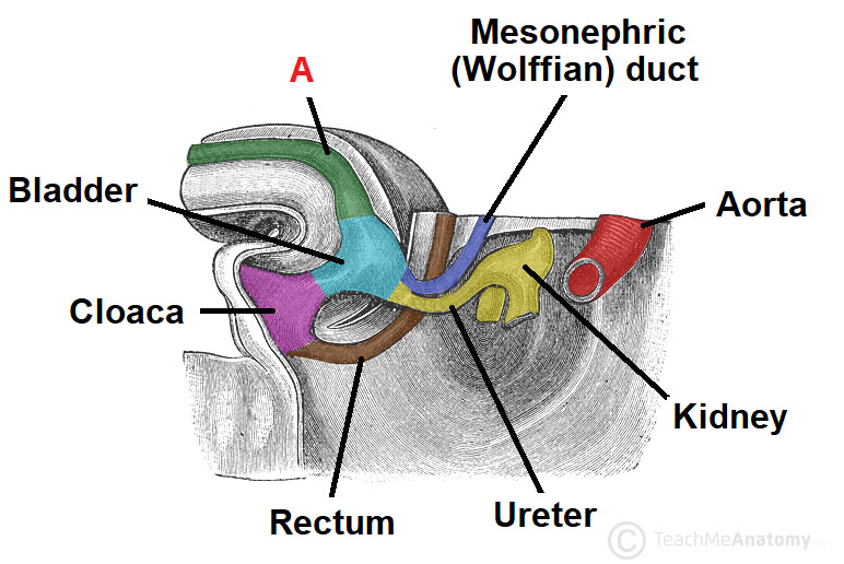 Development of the Urinary System - Kidney - Bladder - TeachMeAnatomy