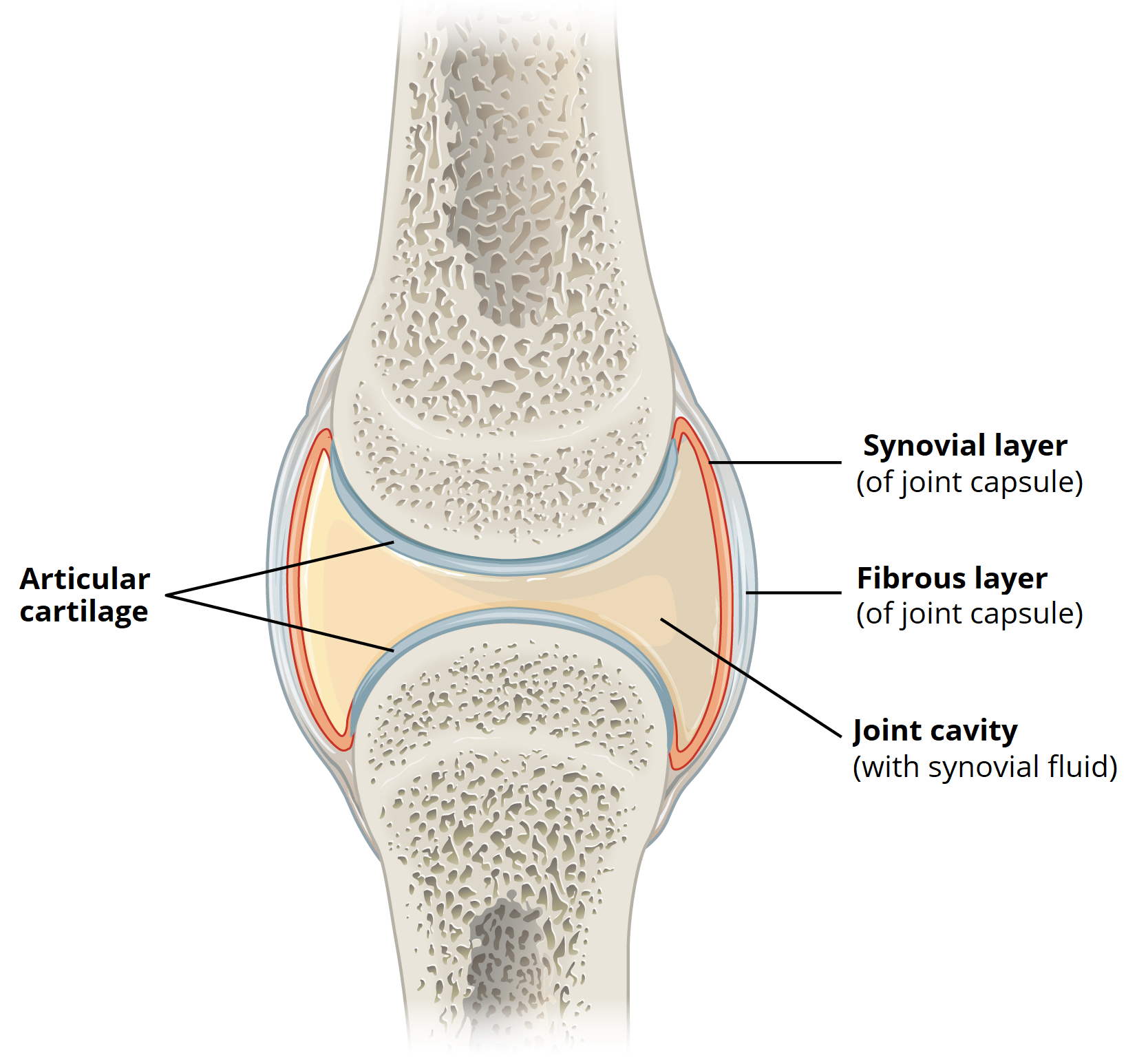 Structures Of A Synovial Joint Capsule Ligaments TeachMeAnatomy