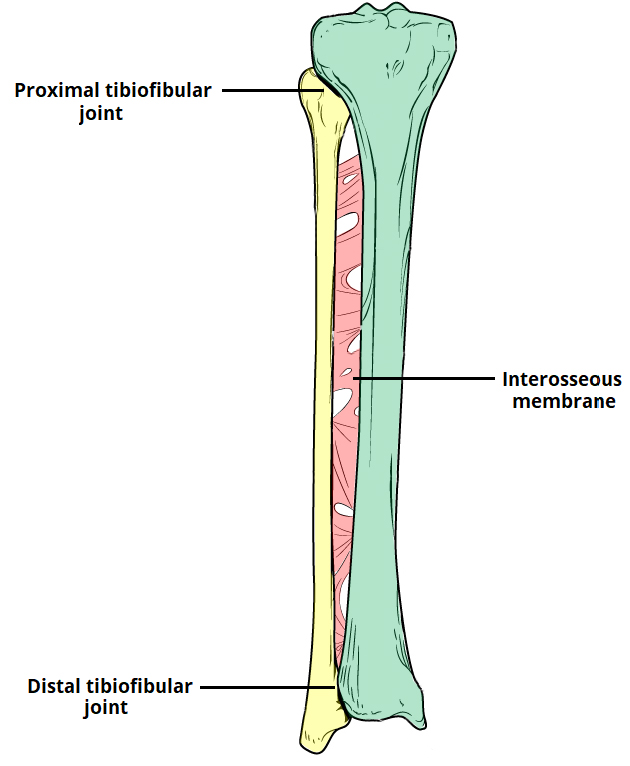 Tibiofibular Joints - Proximal - Distal - Interosseous Membrane ...