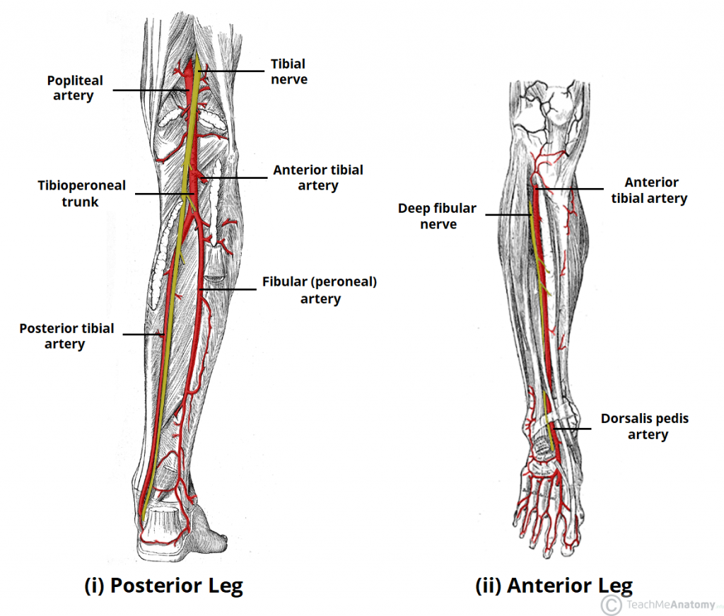 Arteries Of The Lower Limb Thigh Leg Foot TeachMeAnatomy Arteries Of The Lower Limb Thigh Leg Foot TeachMeAnatomy